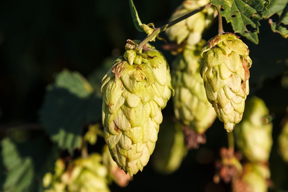 Hopped Up On Hops: A Hop Guide to Hop Profiles | Drink Tanks – DrinkTanks®